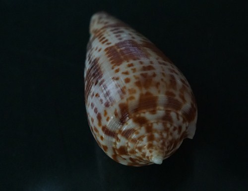 Conus Lynceus 58 mm F+++ "NICE DARK PATTERN collectible specimen WOW!! | eBay