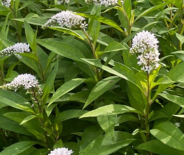 12 Gooseneck Loosestrife Perennial ~ bare Root plants | eBay
