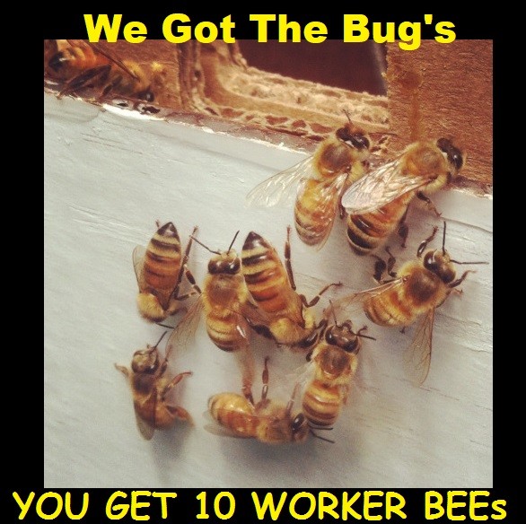 30 Fresh USA Bees FRESH 30 REAL Honeybee's DRYED SPECIMEN INSECT ...