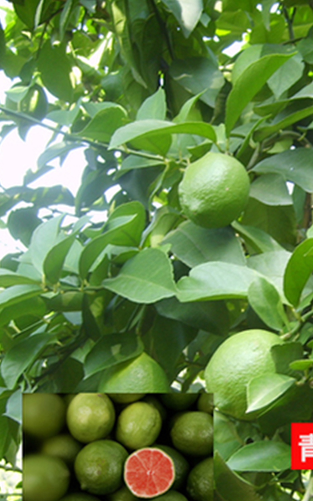 20 SEEDS for GREEN/RED CENTER LIME citrus bush garden plant tree USA ...