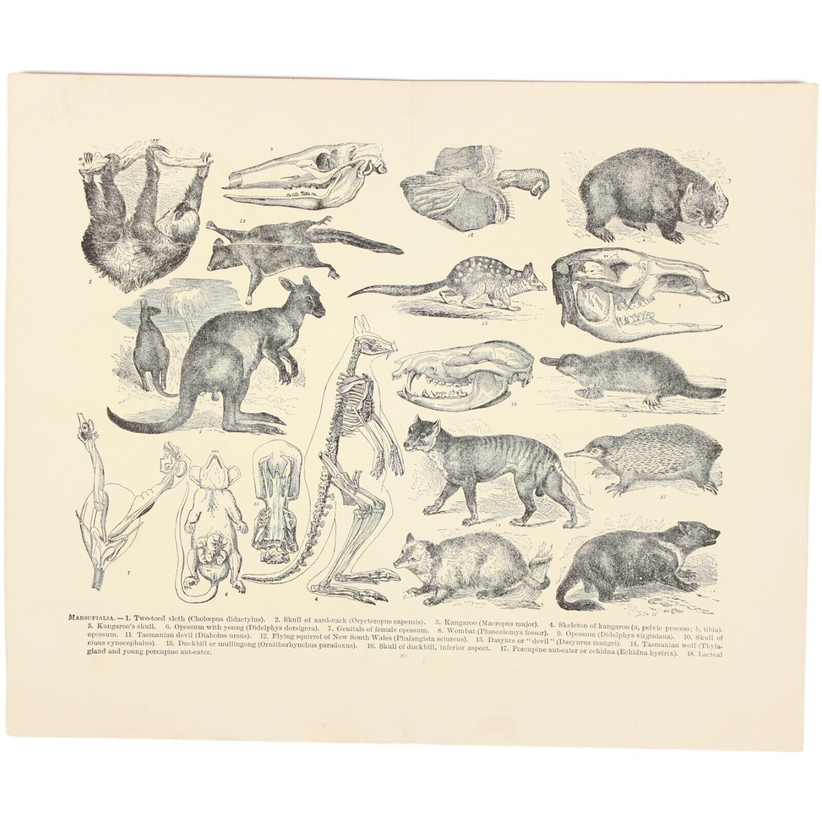 1891 KANGAROO MARSUPIALS SLOTH SKELETON TASMANIAN DEVIL VICTORIAN ERA ...
