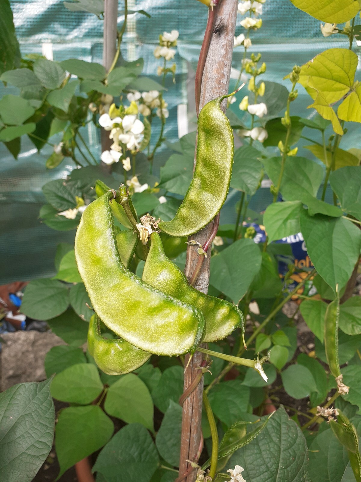 Shim Uri 5 SEEDS - BUY 2 GET 1 FREE Bangladeshi Vegetable Lablab ...