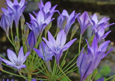 40 TRITELEIA SUMMER BLUE BELL FLOWER GARDEN BULB CORM Brodiaea Queen ...