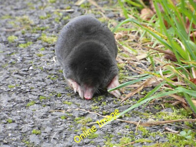 Photo 6x4 A mole..... Ardfern Crossing the driveway to Barbreck House ...