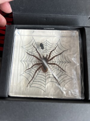 Real Spyder And Fly Insect Taxidermy In 3D Box Showcase | eBay