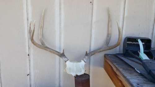 18 7/8 wide 4x3 Colorado MULE DEER RACK antlers whitetail mount sheds ...
