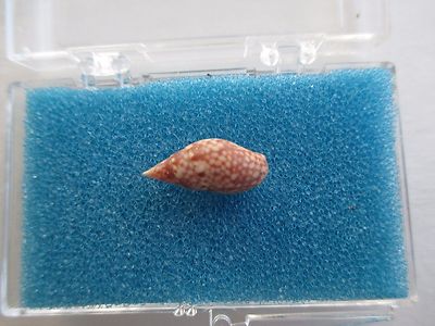 Pyrene Testudinaria Link 15mm Macala Nampula Mozambique 138S8 | eBay