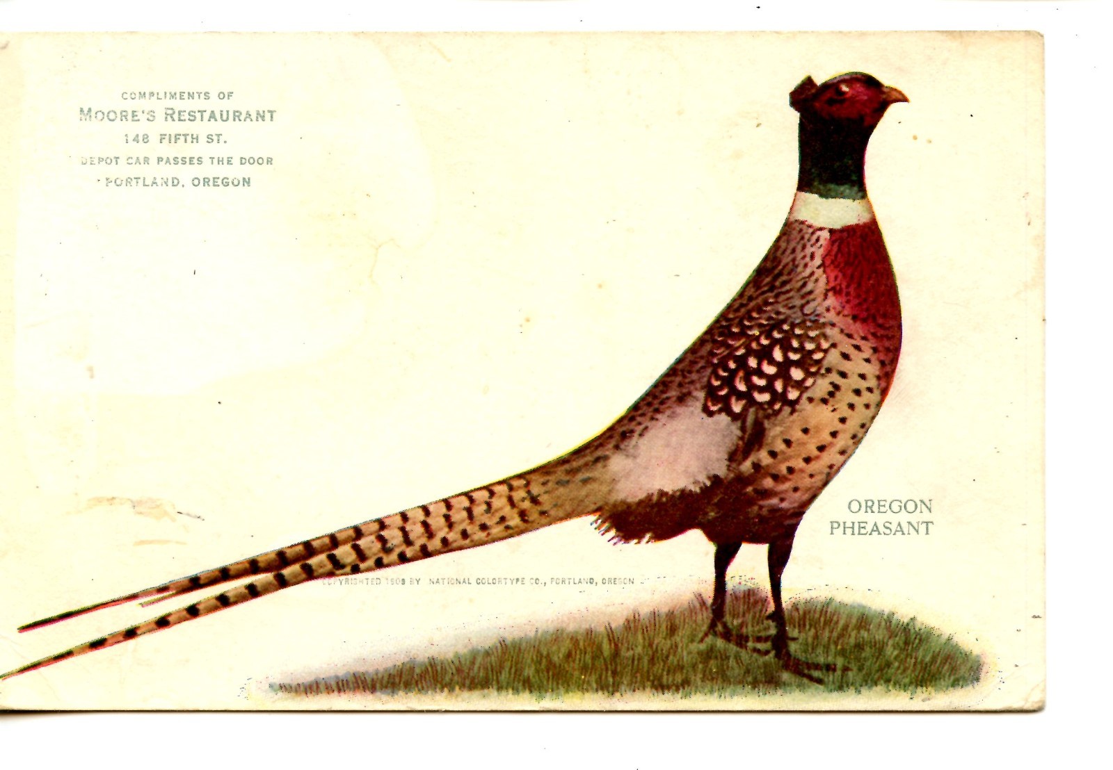 Oregon Pheasant Bird Drawing-Moore's Restaurant Advertising-Vintage ...