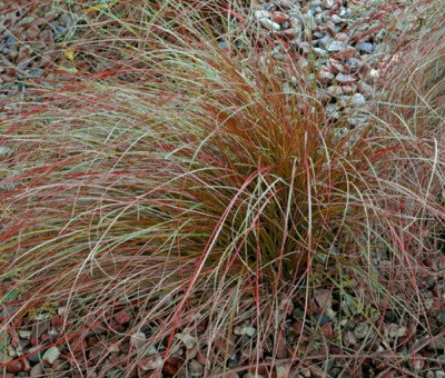 SEDGE NEW ZEALAND ORANGE PRAIRIE FIRE Carex Testacea - 100 Bulk Seeds ...
