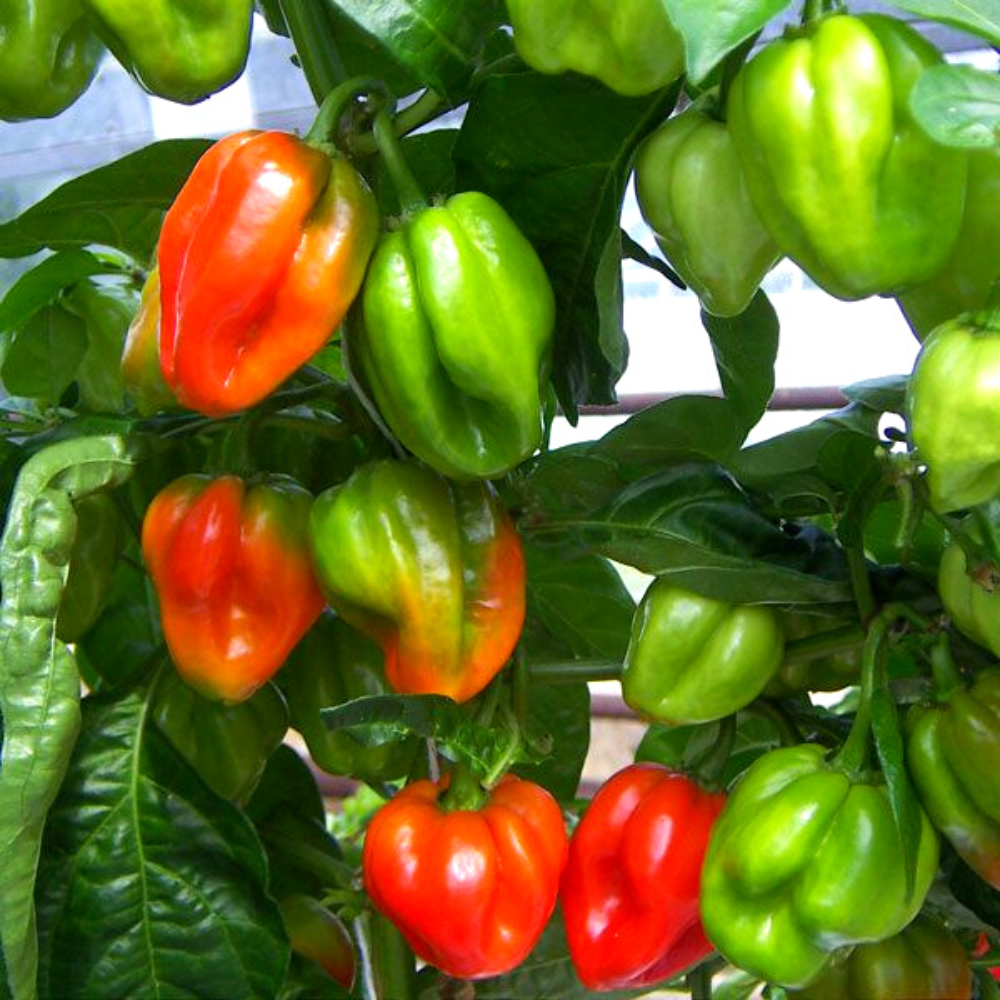 150 Seeds Hot Pepper Scotch Bonnet Chili Super Spicy Organic Vegetable ...
