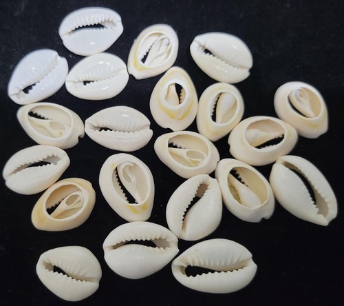 100 Pieces White Natural Maha Laxmi Kodi Shells/Kauri/Kaudi/Cowrie FOR ...