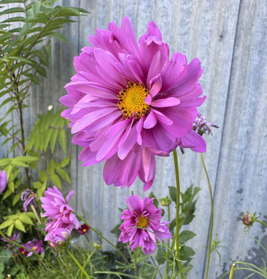 Cosmos Psyche Seeds - 20 Seeds - East Growing - Uncommon Flower - Pink ...
