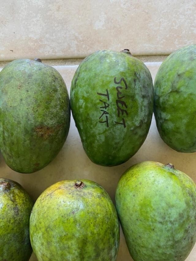 11 MO OLD GRAFTED SWEET TART MANGO (MANGIFERA INDICA) SEEDLING OF THE ...