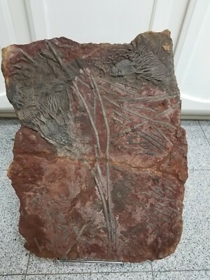 CRINOID FOSSIL Dinosaur Starfish Prehistoric | eBay