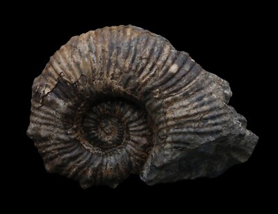 3.1" TROPAEUM JACKII AMMONITE FOSSIL WALSH RIVER QUEENSLAND AUSTRALIA ...