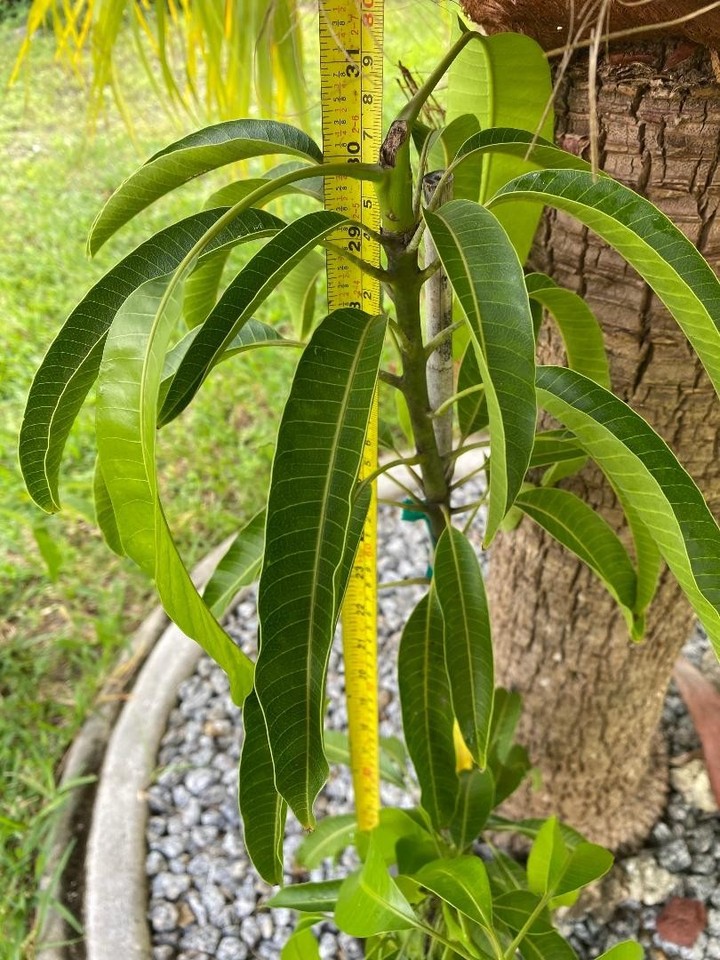 IRWIN GRAFTED MANGO TREE ~ 14 MO'S OLD (LIPPENS X HADEN) MANGIFERA ...