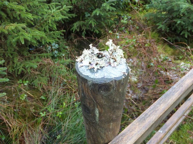 Photo A3 Lichen and ice Cefn-brith Must have been cold overnight! The ...