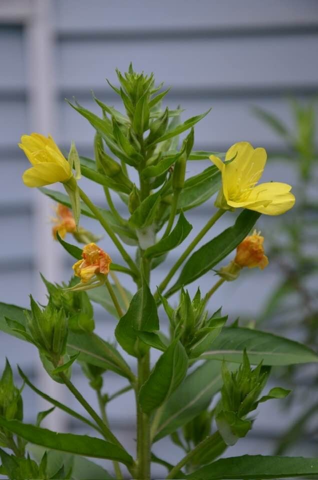 EVENING PRIMROSE (Oenothera biennis) - Ontario native wildflower - 1/8 ...
