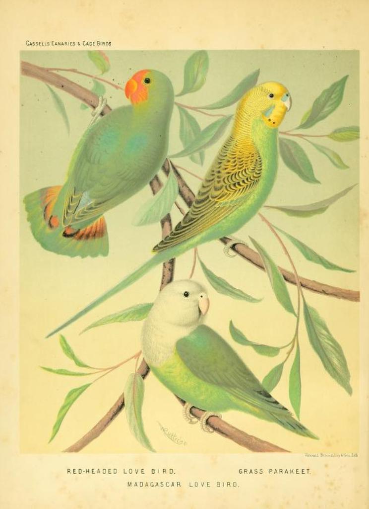 82 RARE CAGE BIRD BOOKS ON USB - CANARY BREEDING BUDGIE FINCH PARROT ...