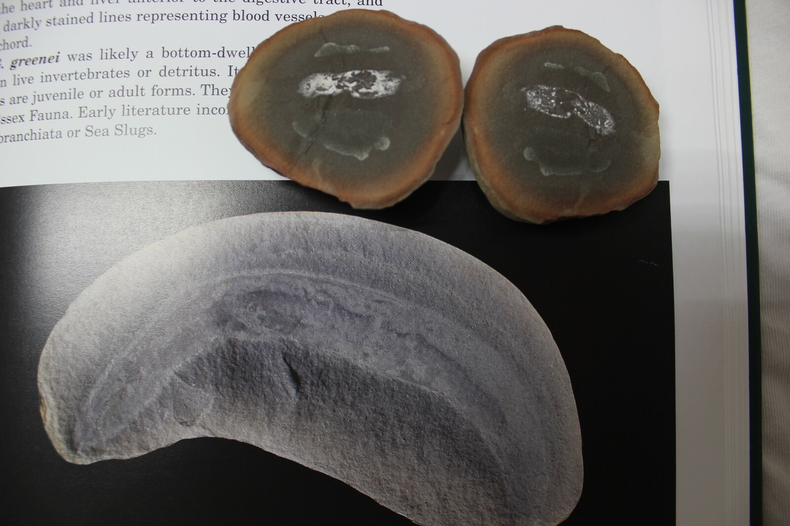 Mazon Creek Fossils Animal Fish Gilpichthys greeni I1 | eBay