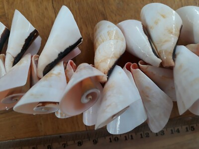 1 x 41cm (16') strand red lip shell beads, hole at top, each 35x25mm ...