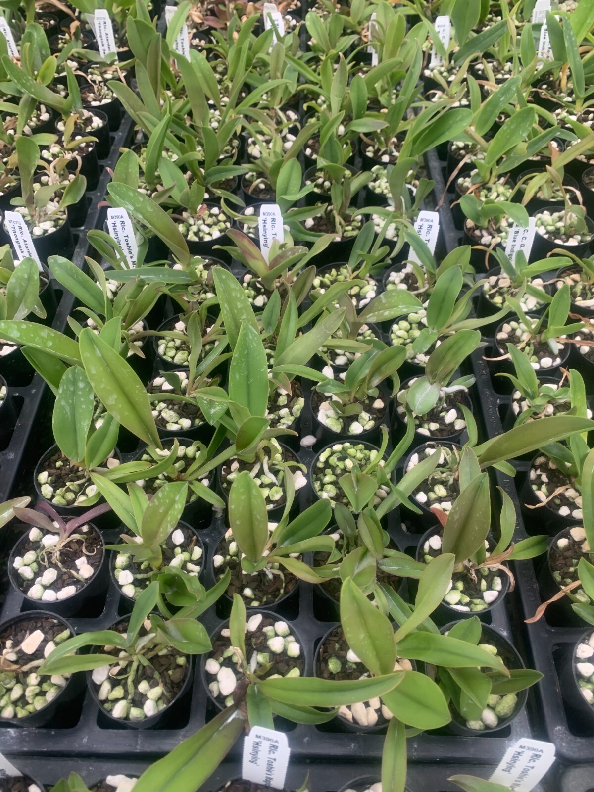 RON Cattleya Orchid Rlc. Toshie's Magic 'Hsinying' MERICLONE 50mm Pot ...