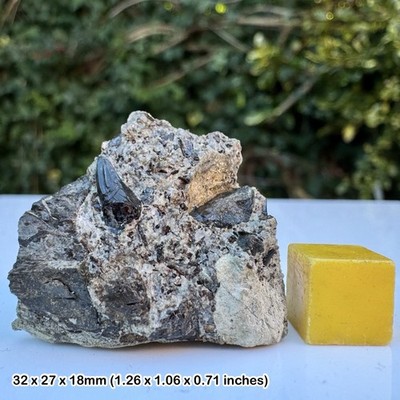 Rare Ichthyosaur Leptonectes Tooth Fossil Block Famous Fish Reptile ...