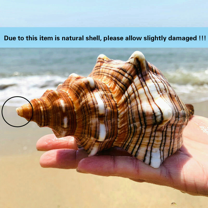 Trapezium Horse Conch Natural Shell Sea Conch Fish Tank Aquarium Home ...