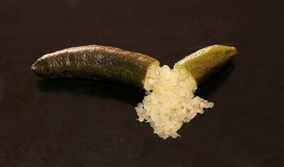 CHOCOLATE LIMONET caviar Australian Finger Lime 3 cuttings,no roots ...