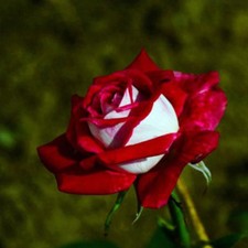 100pcs Red & White Osiria Ruby Rose Flower Seeds Home Garden Plant Hup ...