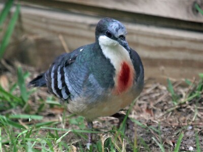 EXTINCT LYALL'S WREN BIRD GLOSSY POSTER PICTURE PHOTO PRINT BANNER ...