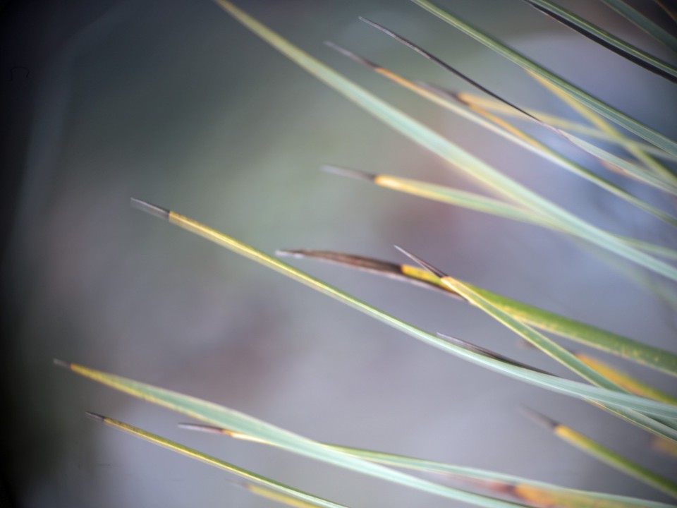 Celestron Regal 80F-ED Zoom Telescope. 20 - 60x Zoom. VGC | eBay UK