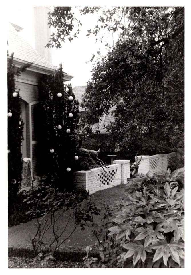Vintage 1950's Photograph Beautiful Backyard Trees with Christmas ...