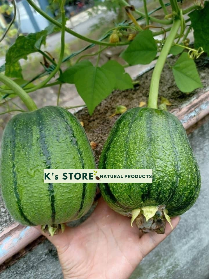 Taiwan APPLE LUFFA Hybrid Seeds; 蘋果絲瓜 very sweet can be eaten raw; from ...
