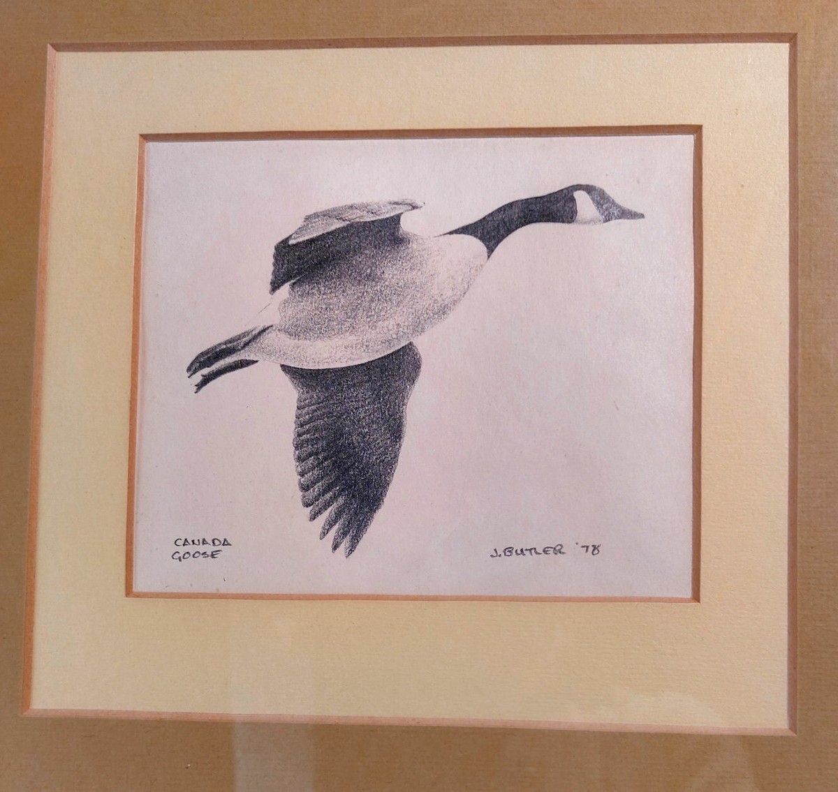 Waterfowl Landing Drawing