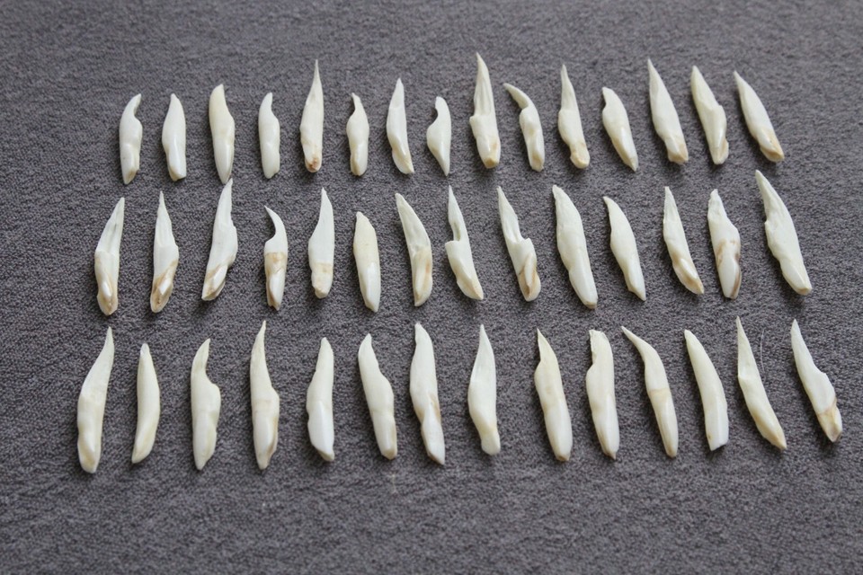 ONE REAL WILD BOAR TOOTH (tusk, for pendant, handcraft, jewelry, art ...