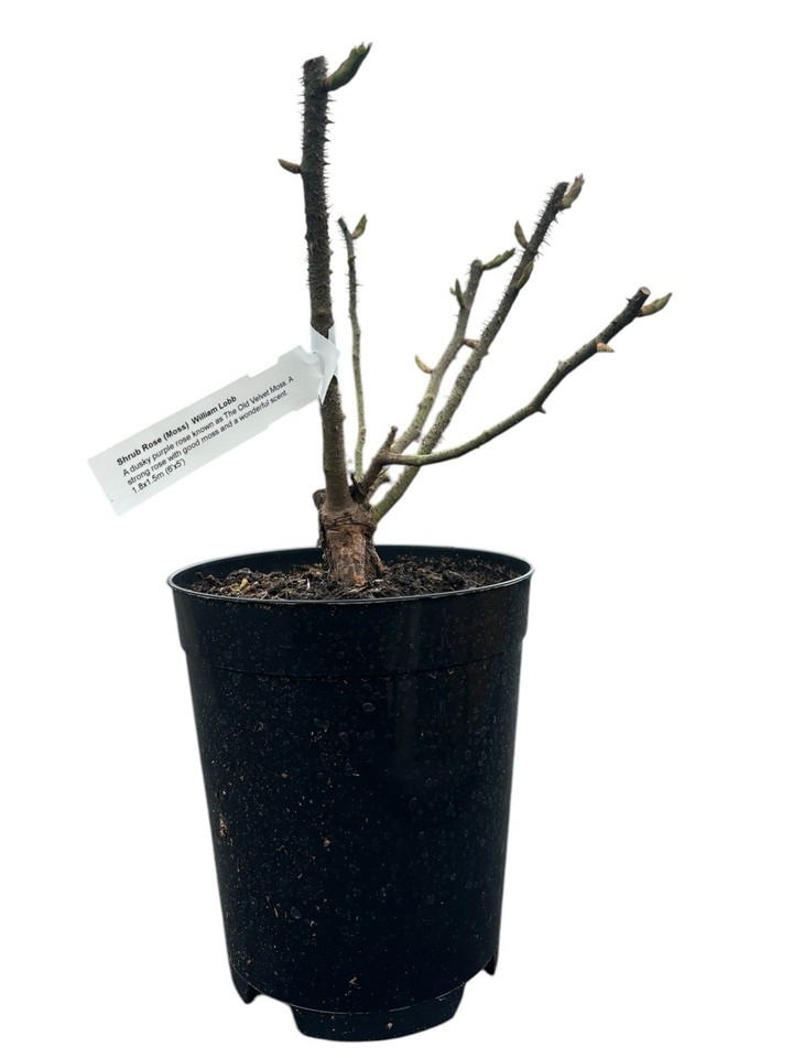 William Lobb 4L old rose garden shrub strong rose fragrance ROSA/141099 ...