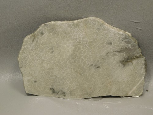 Agatized Coral Fossilized Rough Rock Stone Slab Lapidary #O5 | eBay ...