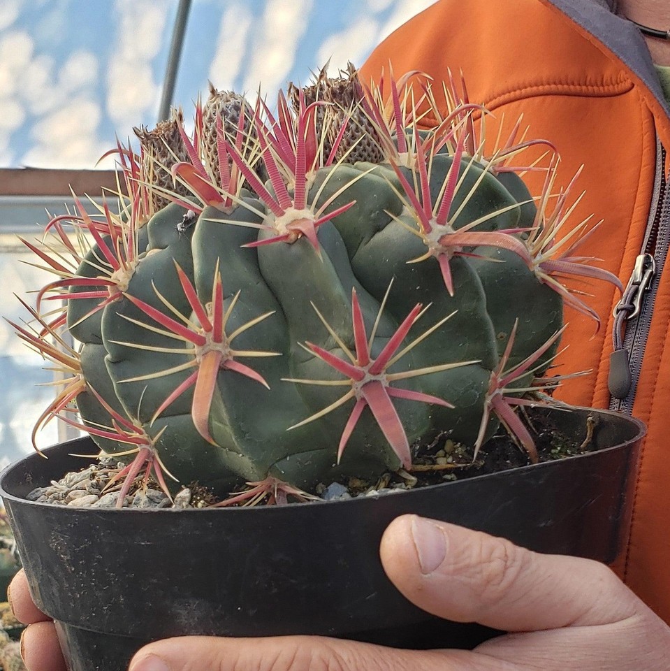 Devil's Tongue 'Ferocactus latispinus' cactus Cacti Succulent real live ...