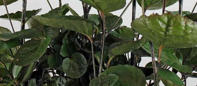 Fabian Aralia Bonsai Tree Indoor Polyscias scutellaria 'Fabian 18-19 ...