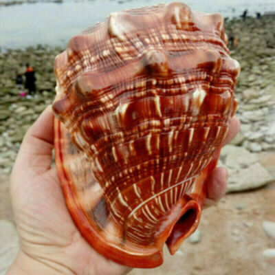 Natural Bull's Mouth Conch Sea Snail Adorn Ornamen Red Helmet Shell ...