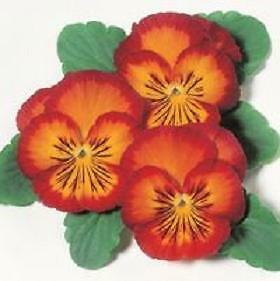 Pansy Ultima Radiance Red 250 seeds | eBay