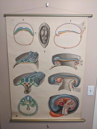 Wall Chart - Embryology II (anatomy prenatal fetus poster school ...