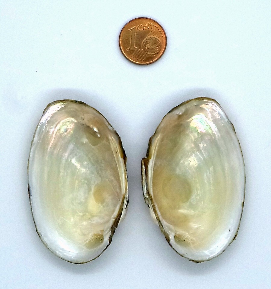 Endemic species from Ohrid Lake in Albania. Freshwater Shell Mussel | eBay