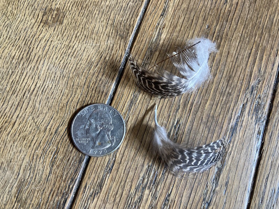 60+Drake Wood Duck Lemon Barred Flank Feathers Fly Tying Please Read ...