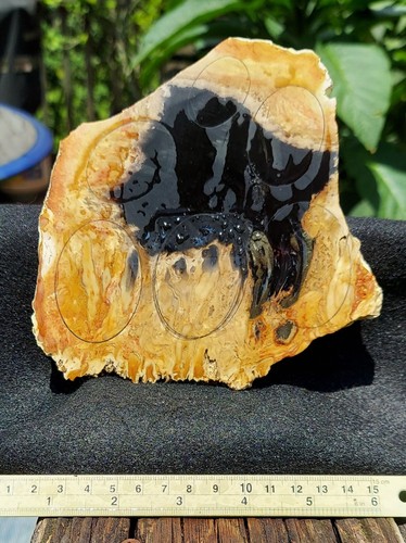 Petrified Palm Root Large Slab | eBay
