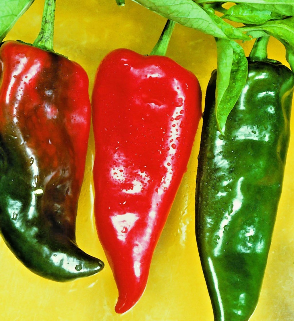 Anaheim Chili Peppers Growing In Raised Garden CHILLI Anaheim 10 CHILI