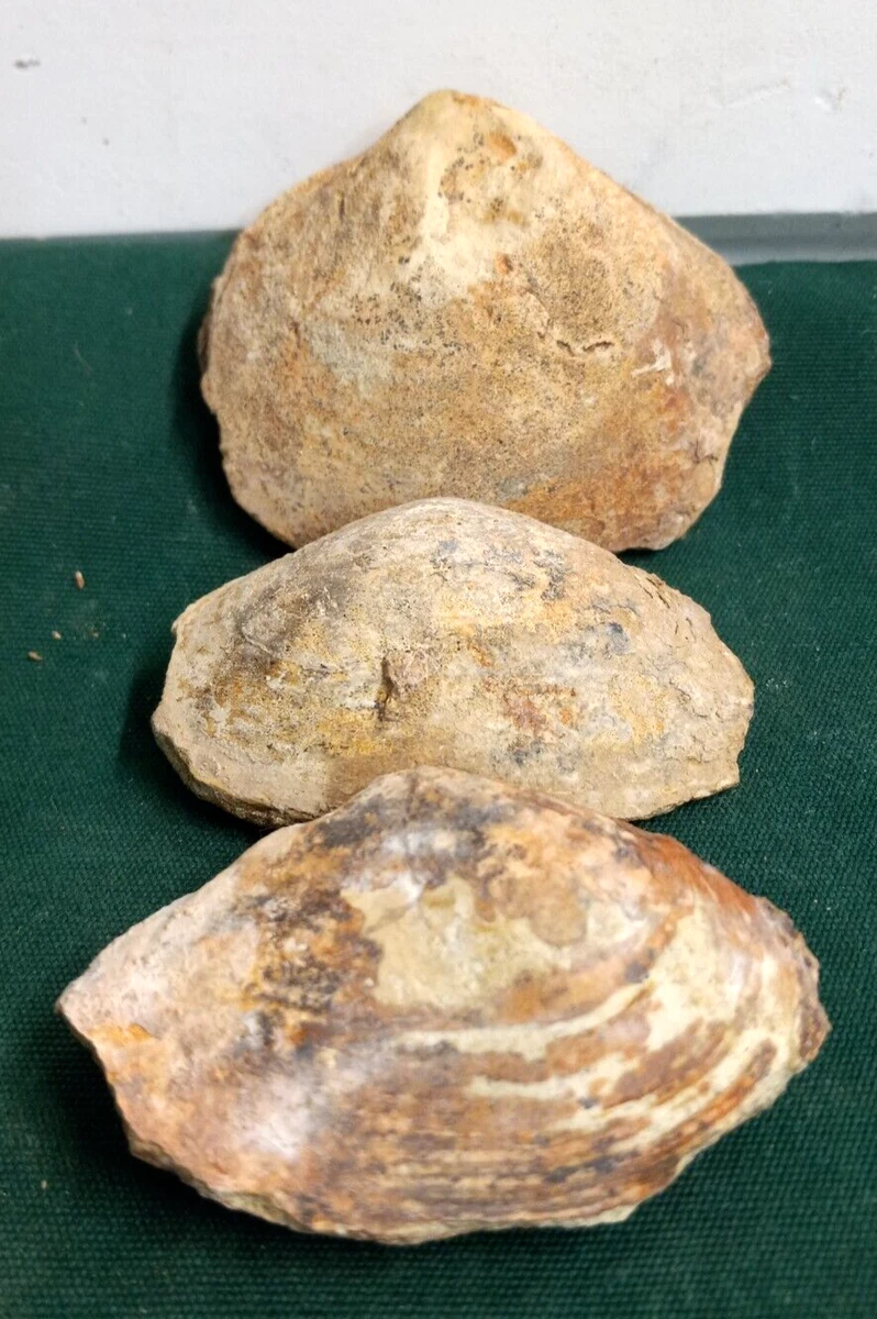 Pretty Shell Fossils