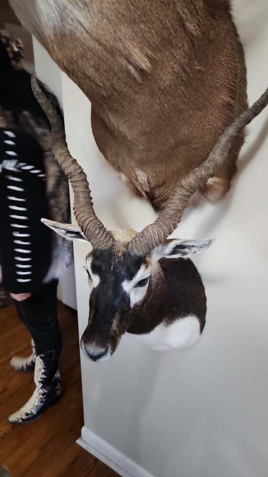 Beautiful BLACKBUCK ANTELOPE Shoulder Mount- Taxidermy Hunting Decor | eBay