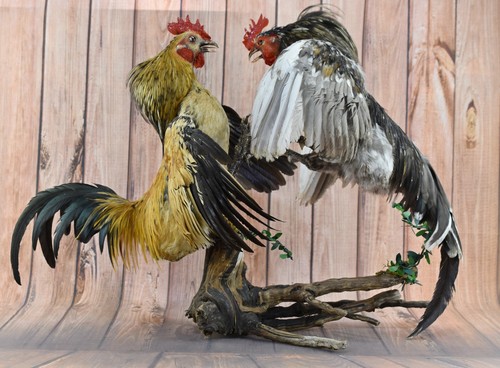 Premium stuffed pair attacking Rooster cockfight taxidermy cock mount | eBay
